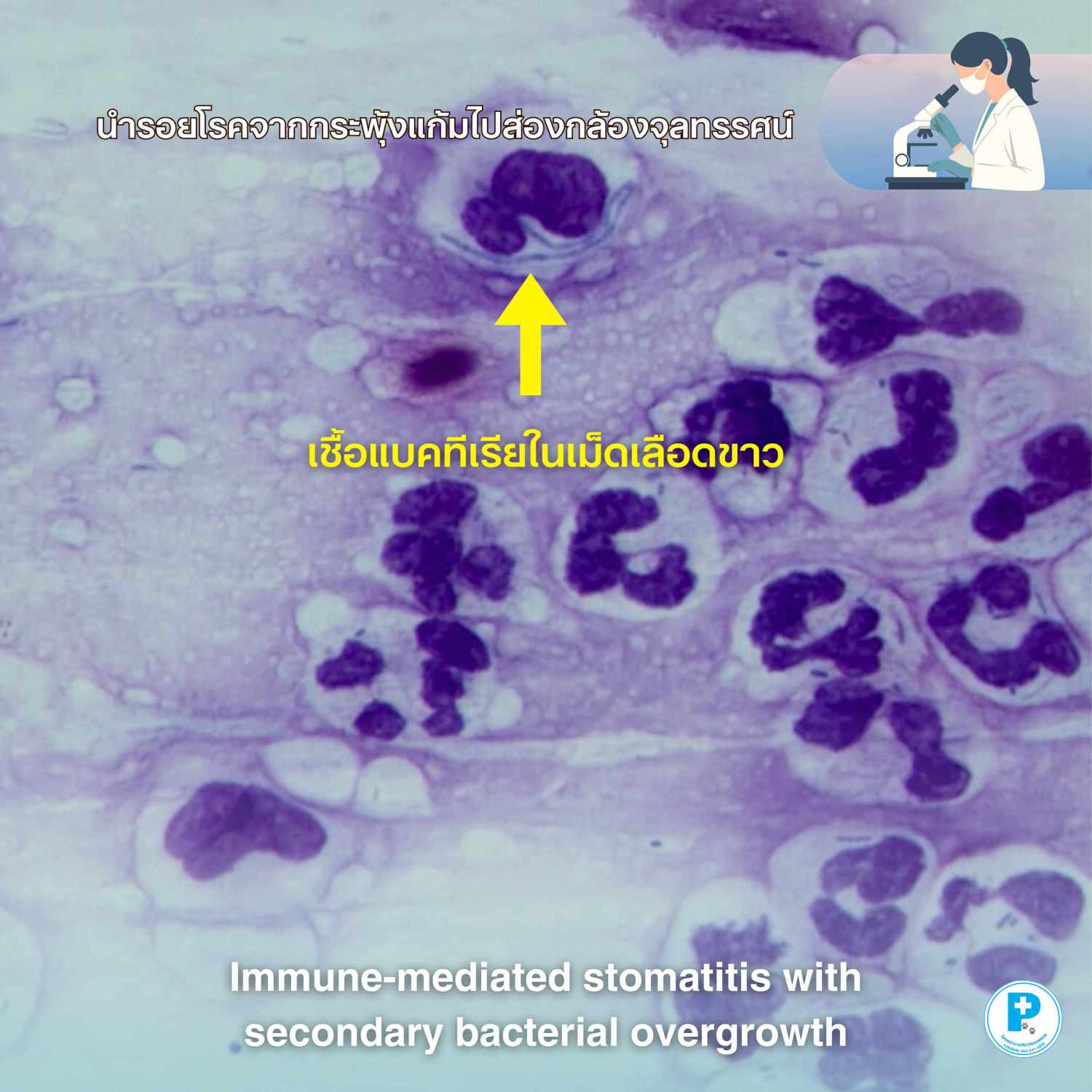 Feline Chronic Gingivostomatitis (FCGs) หรือ โรคปากอักเสบเรื้อรังในแมว ...