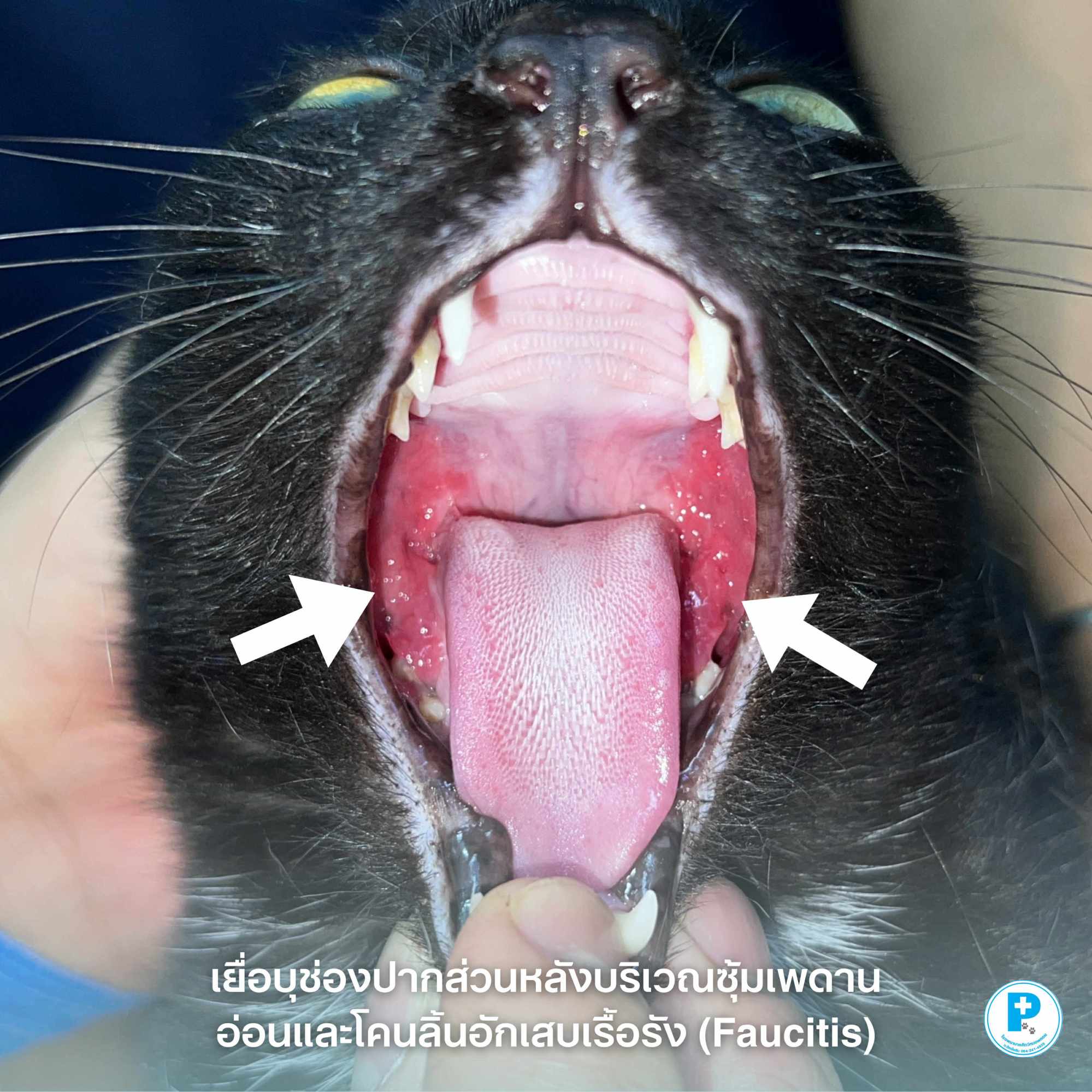 Feline Chronic Gingivostomatitis (FCGs) หรือ โรคปากอักเสบเรื้อรังในแมว ...